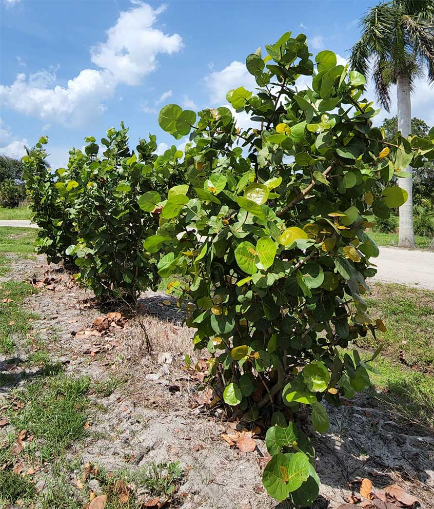 Sea Grapes - kerifarms