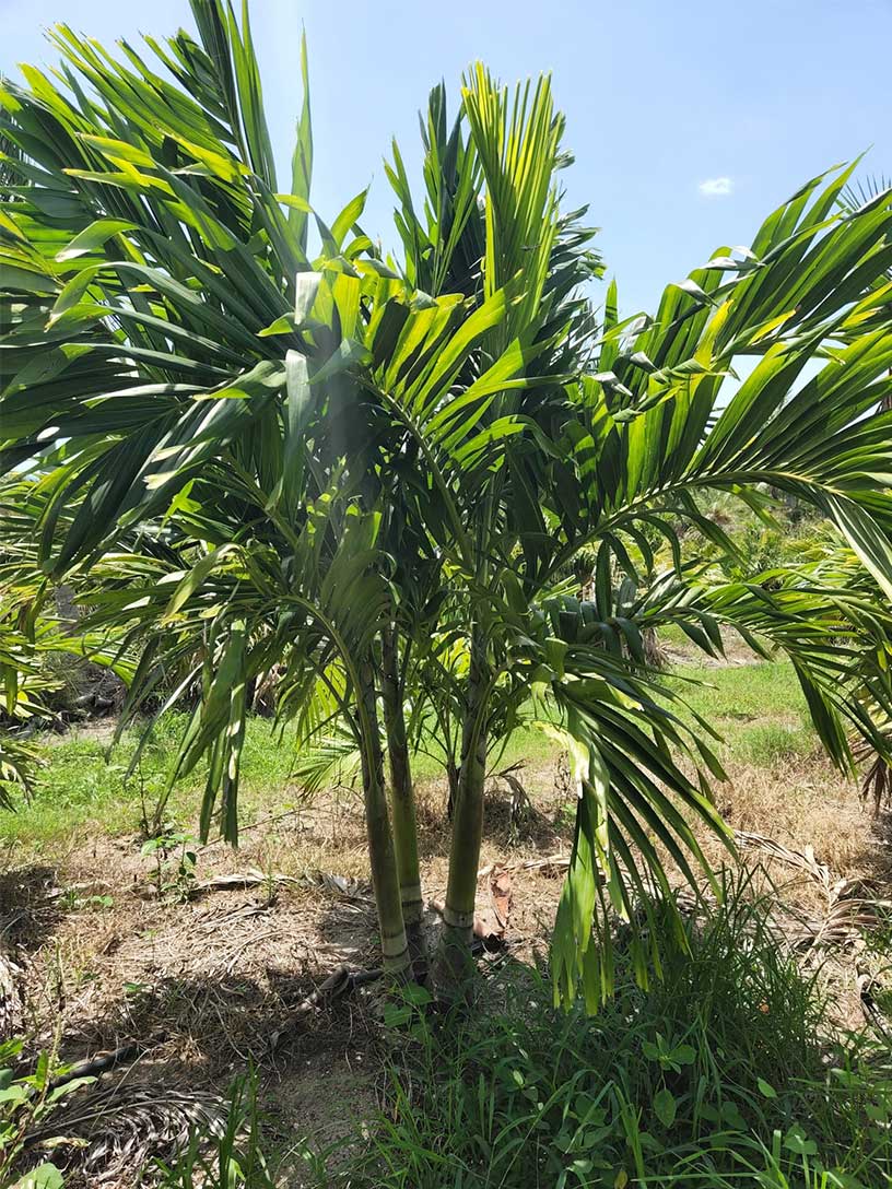 Adonidia Palm - kerifarms