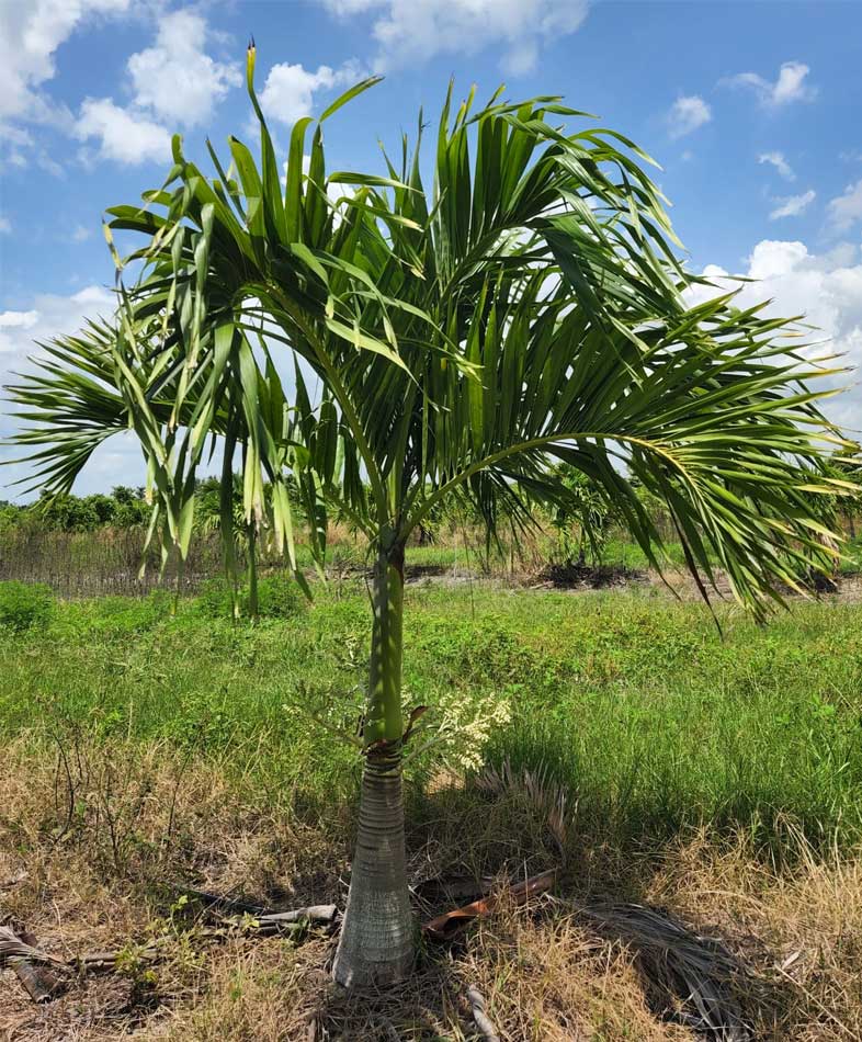 Adonidia Palm - kerifarms