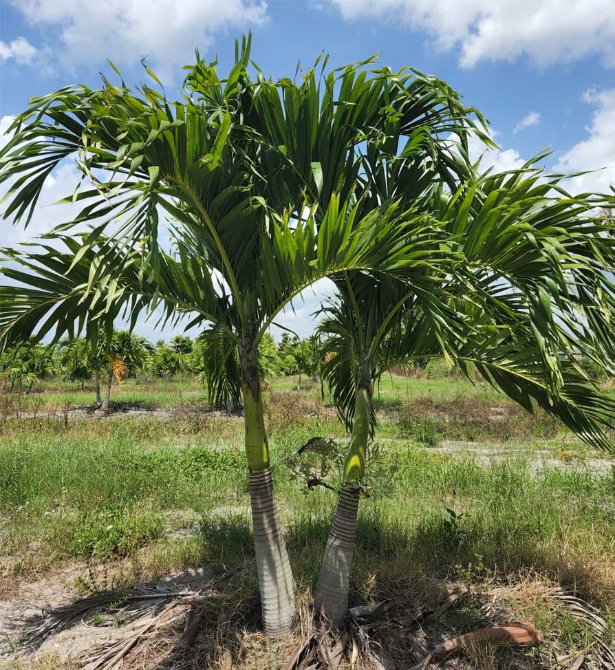 Adonidia Palm - kerifarms