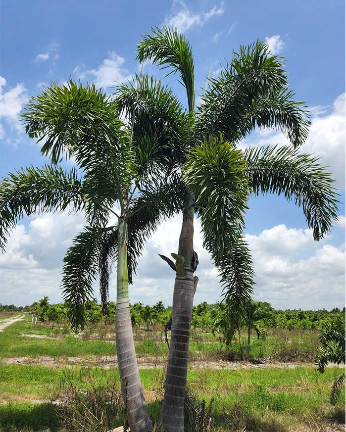 Foxtail - kerifarms