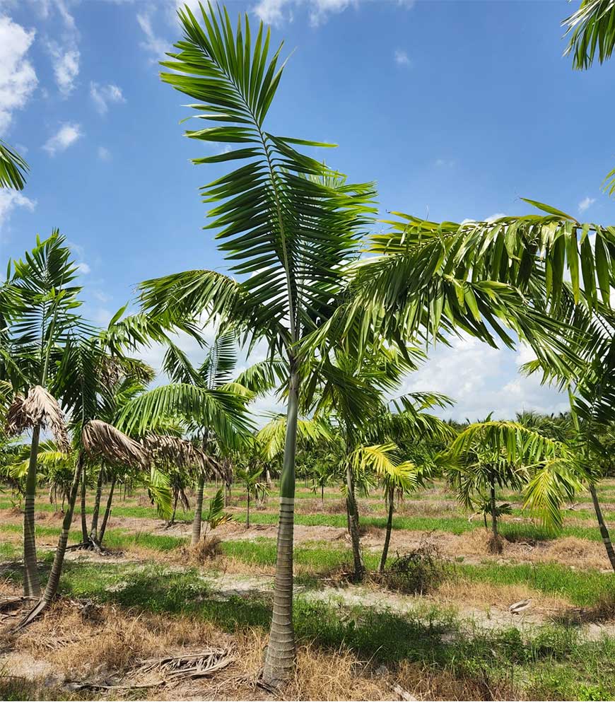 Montgomery palm - kerifarms