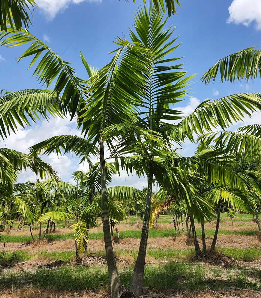 Montgomery palm - kerifarms