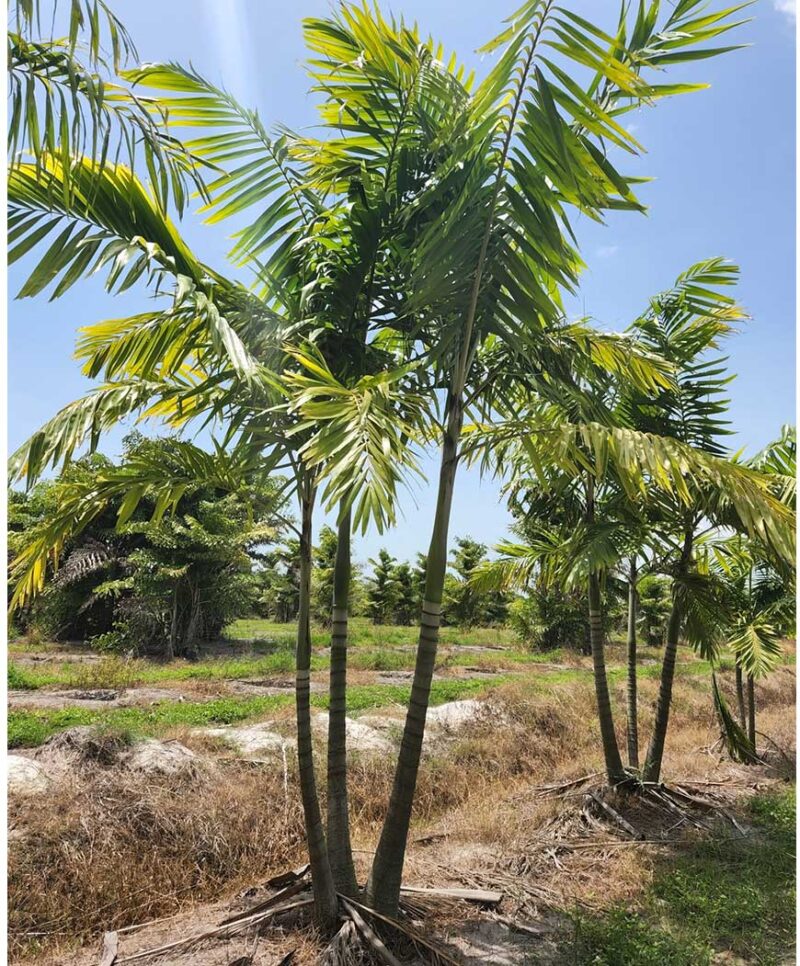 Montgomery palm - kerifarms
