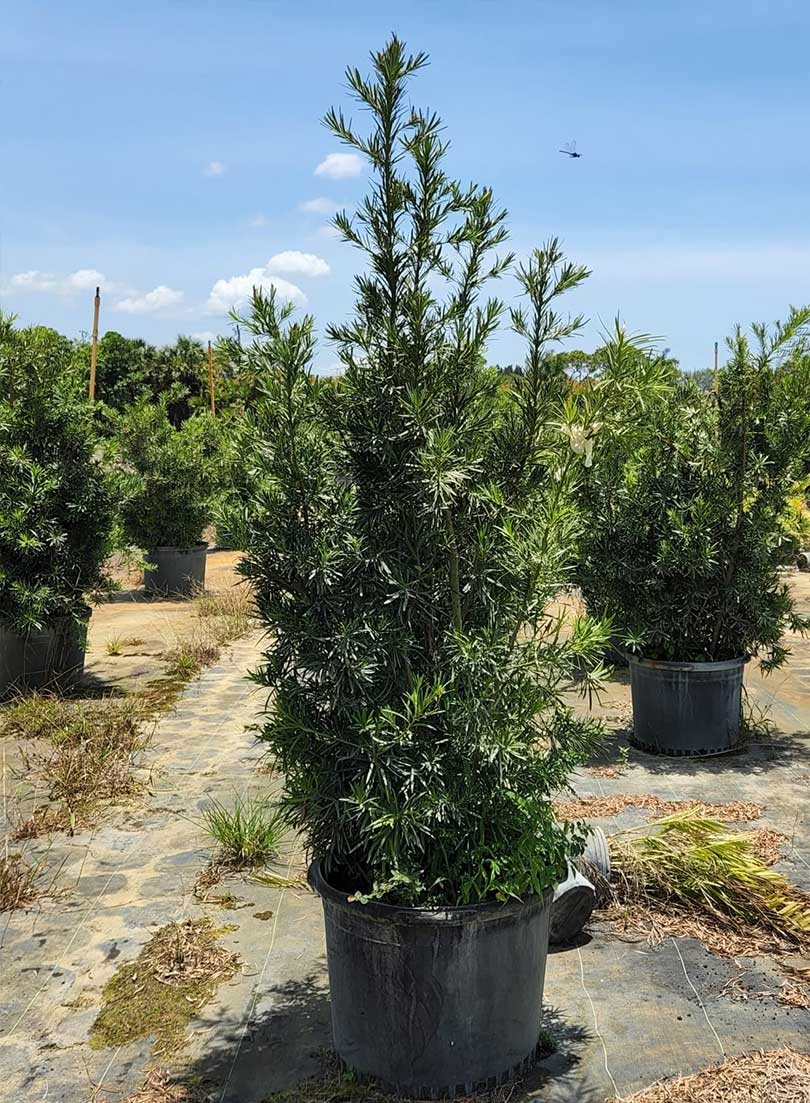 Podo Carpus - kerifarms