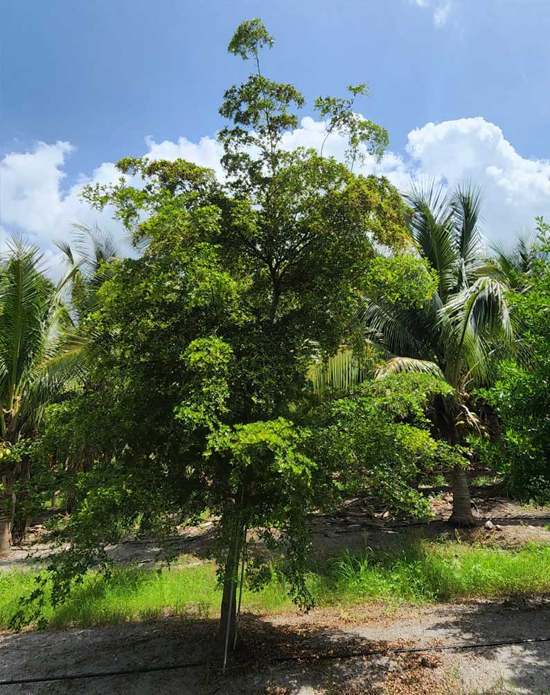 Shady Lady Tree - kerifarms